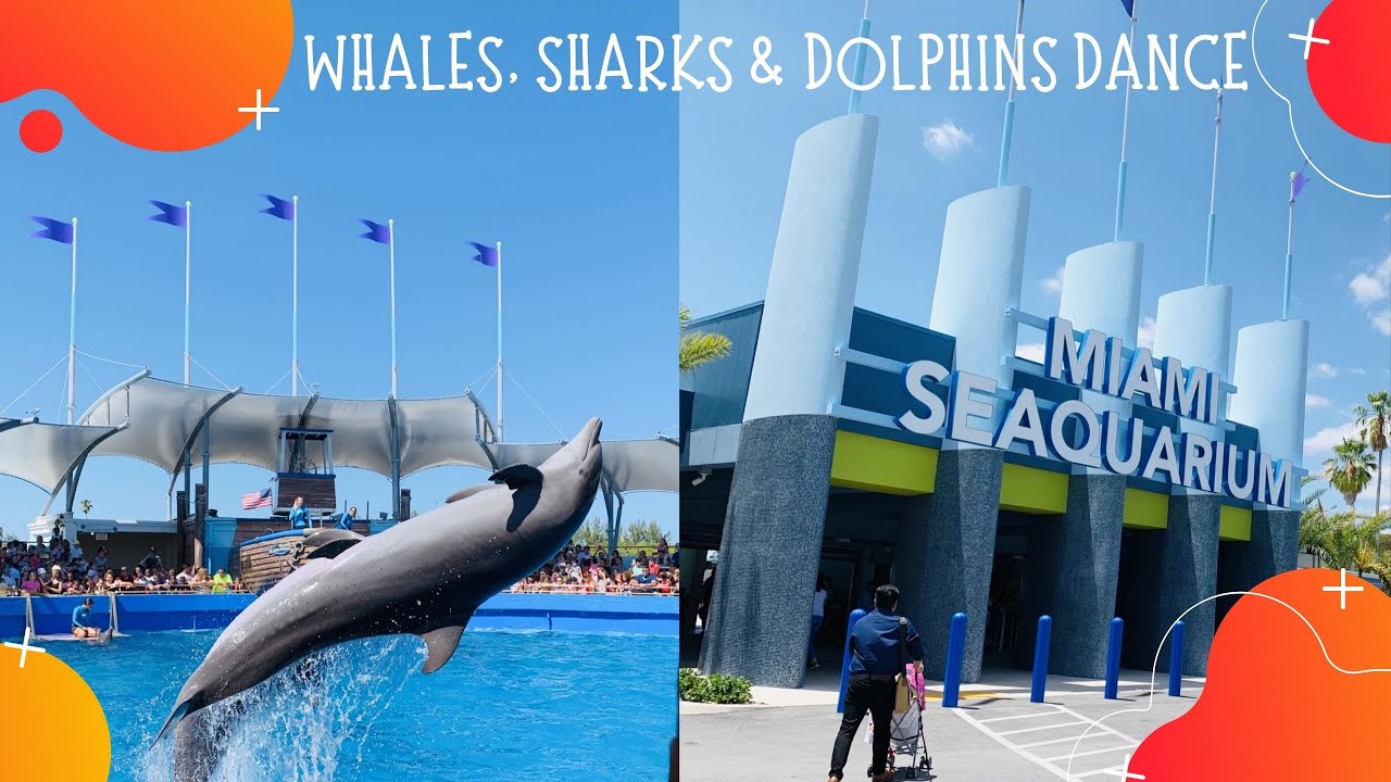 Miami Seaquarium: Where Dolphins Dance And Sharks Roam